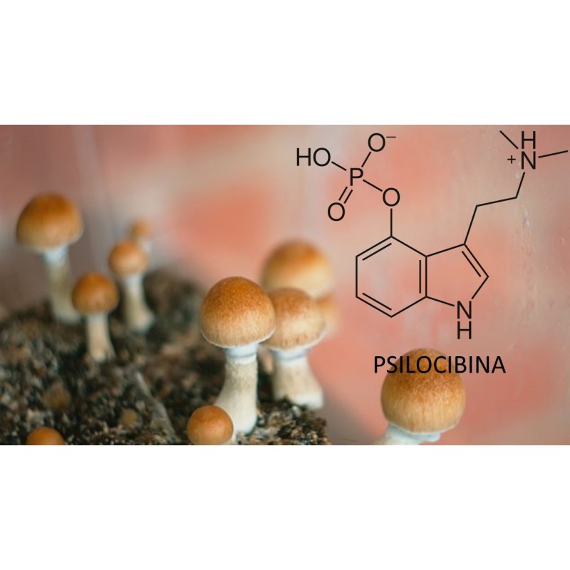 psilocibina Psilocybe cubensis