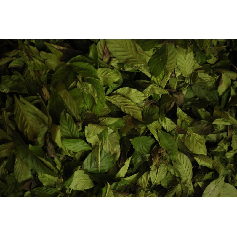 HOJAS DE CHACRUNA (PSYCHOTRIA VIRIDIS)